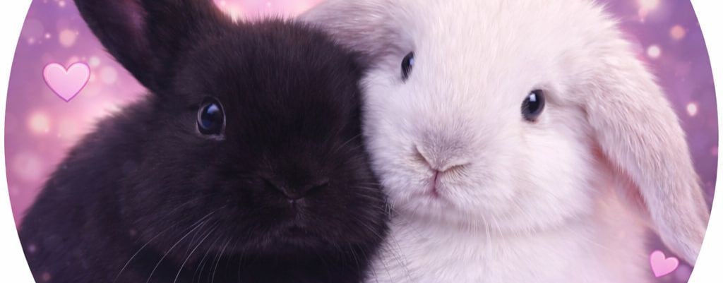 Хрума и Кокос