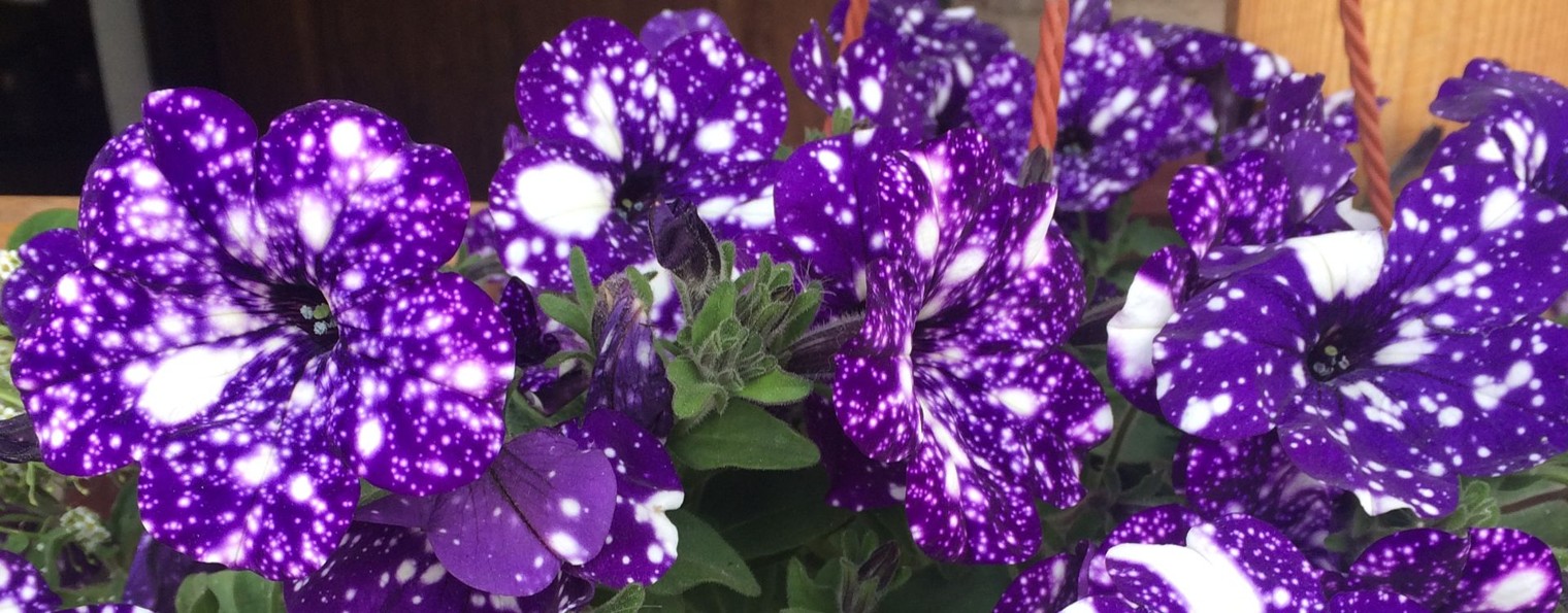 Дом на Зеленой