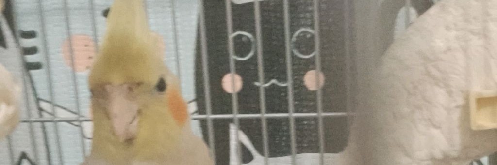 ✧𝓥𝓘𝓣_𝓒𝓐𝓣ଓ