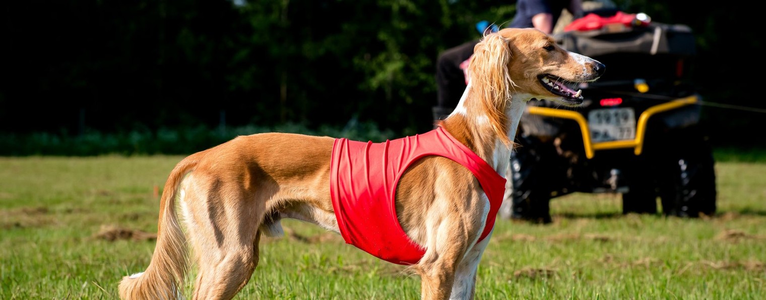 ✅ Ыгдыр - чемпион!!!