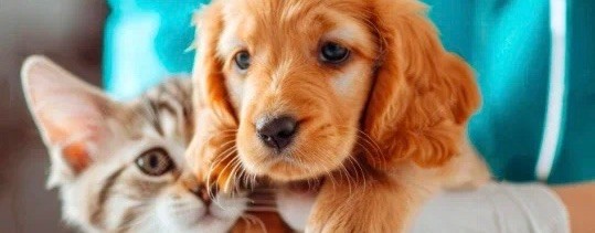 Всё для собак и кошек в «Маленьком Принце»! 🐶🐱