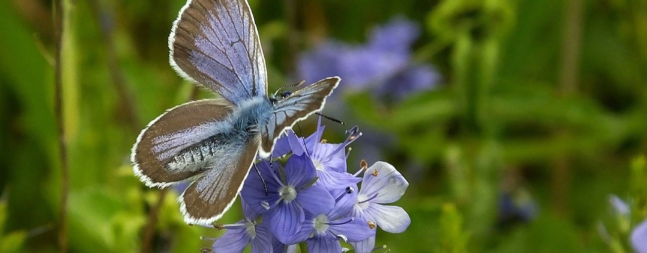 Константин Ширяев "УРОКИ  ФОТООХОТЫ"
