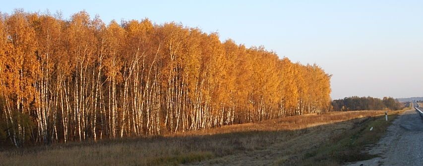 Евгений Шарипов