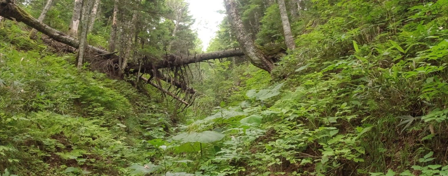 Путь Жизни Металлиста