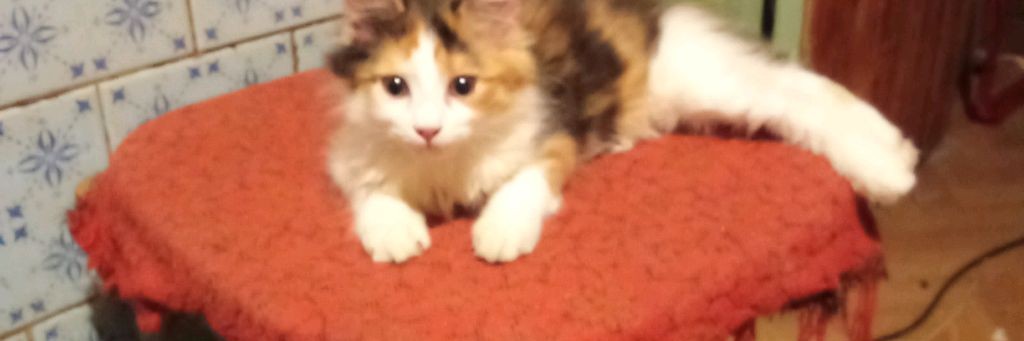 Алиса Феликс