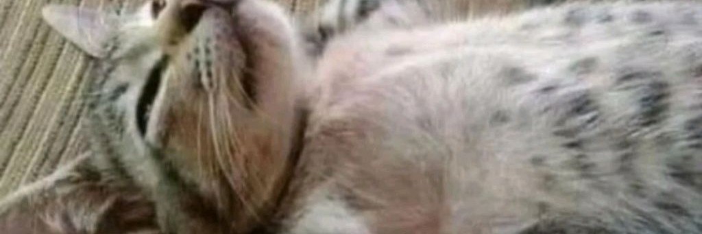 Шерстяной Переполох