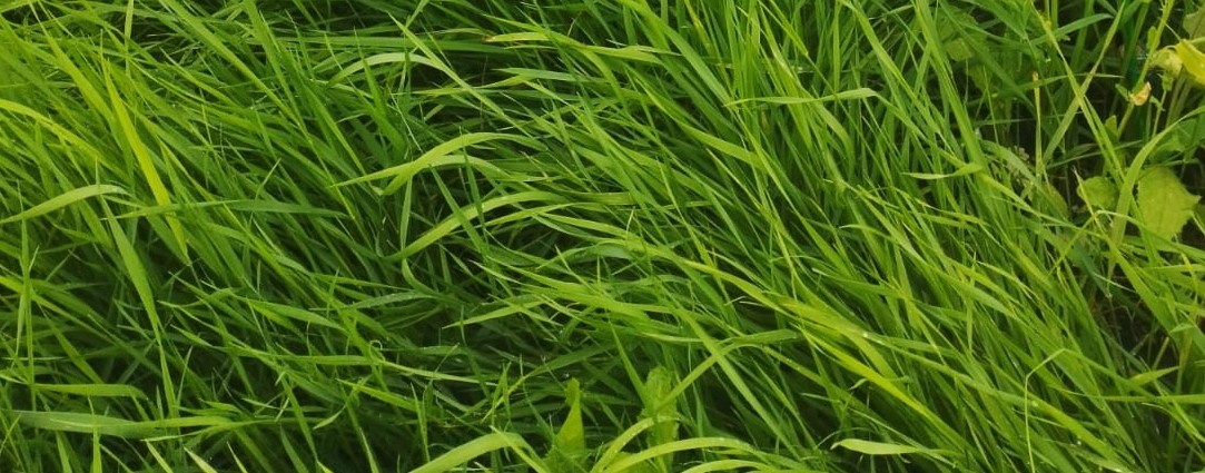 Ульяна мухина