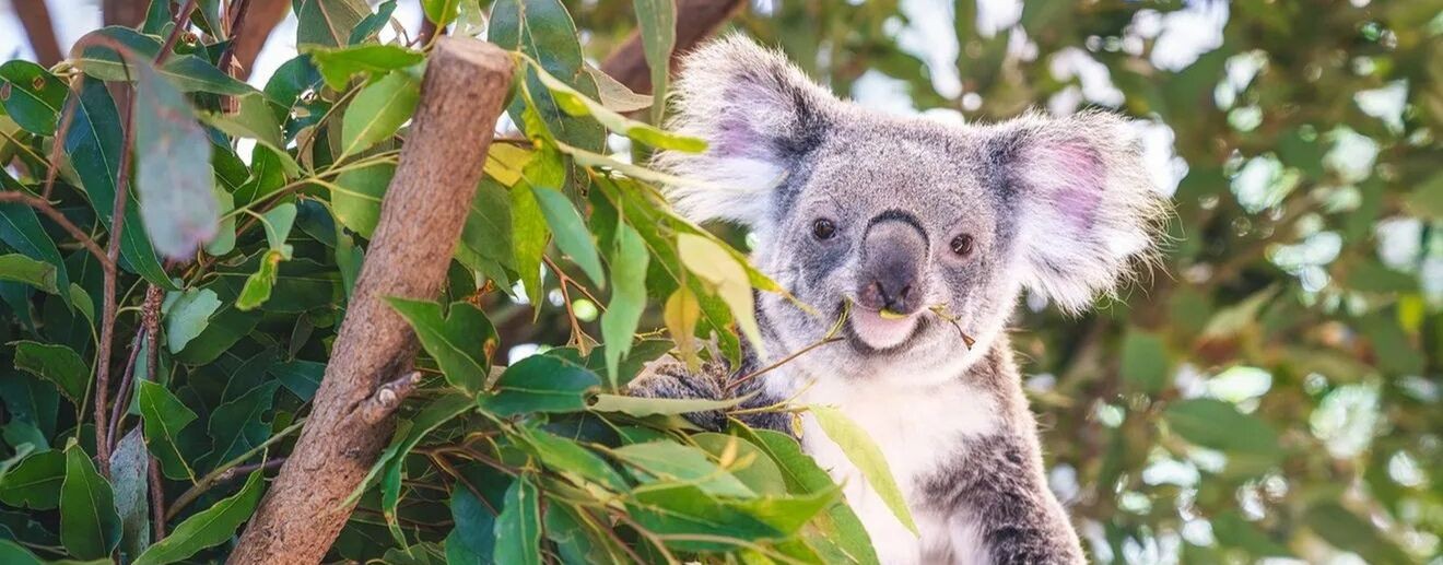 Koala