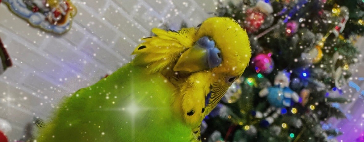 RiggiMinni and parrots