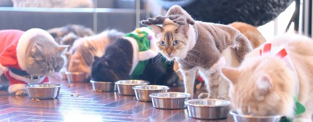 Кото‑Москва: между строк и лапок