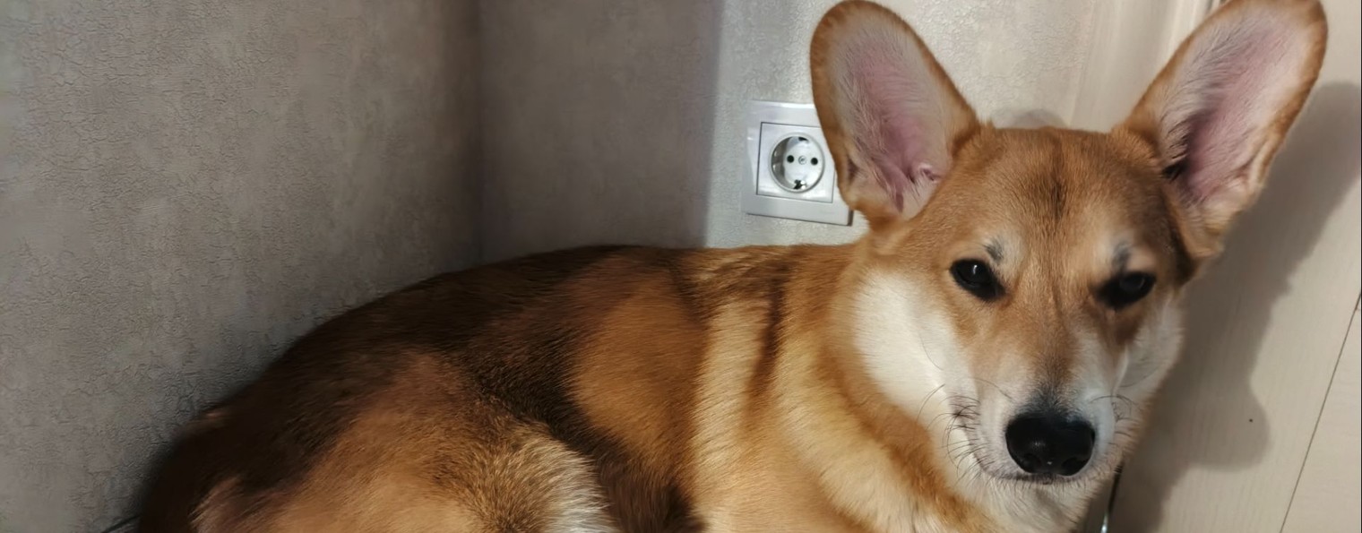 Саша и Тедди