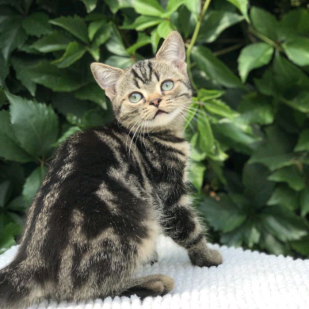 Я и мой кот (начало😀)