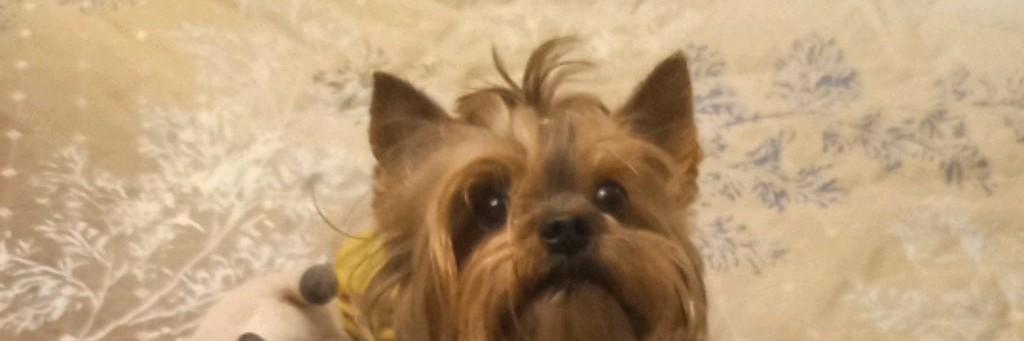 Звезда Бэтти 🌟