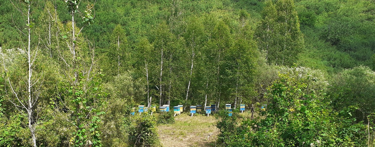 Алтайский пасечник