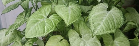 Цветочный блогер