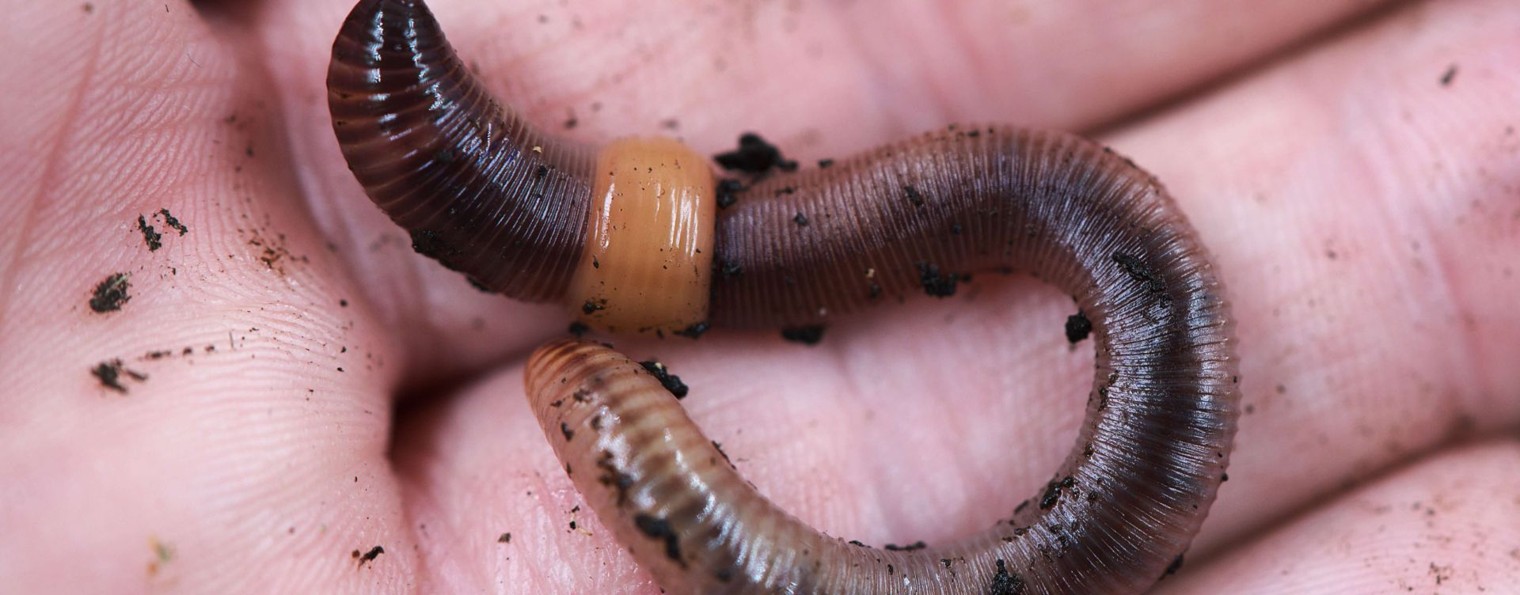 ЭКОЧЕРВЬ&ECOWORM