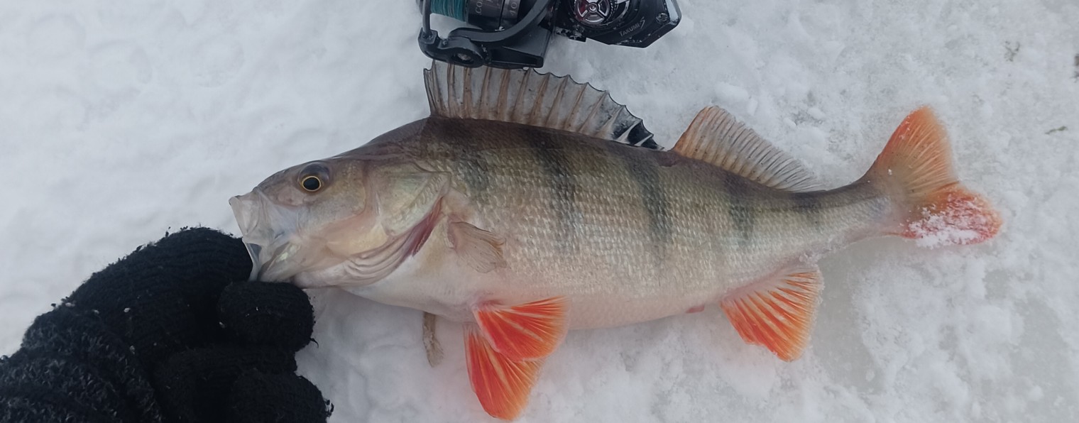 видосы от сереги