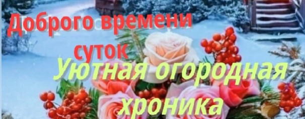 УЮТНО-ОГОРОДНЫЕ УРАЛЬСКИЕ ХРОНИКИ