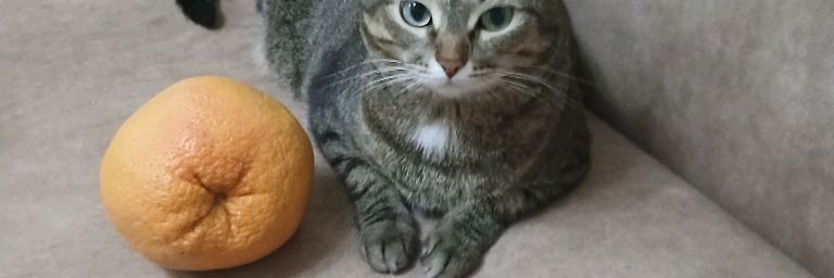 Макс Шок Рутуб