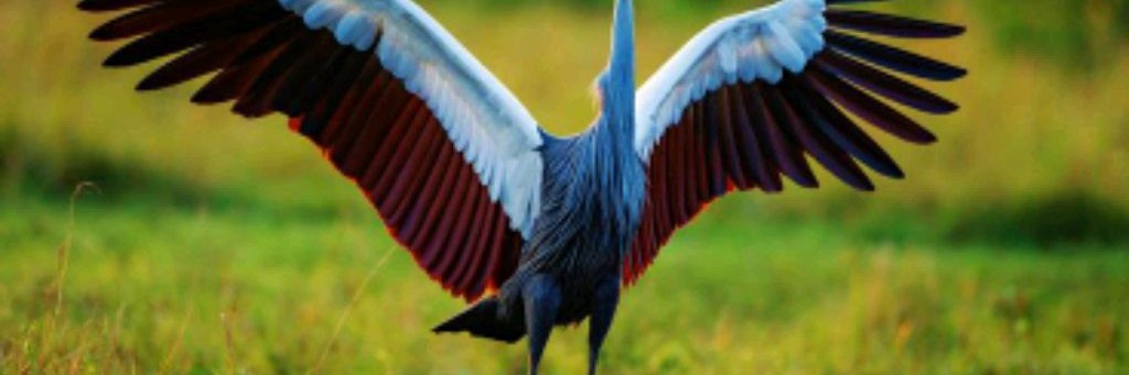 Бибулясик ❤️❤️❤️🇷🇺