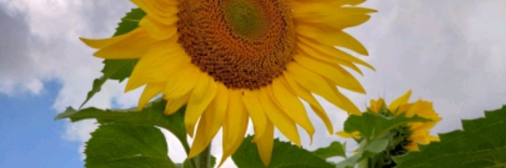 Чернозëм Сад Огород