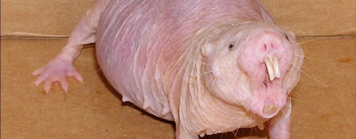 Диградация