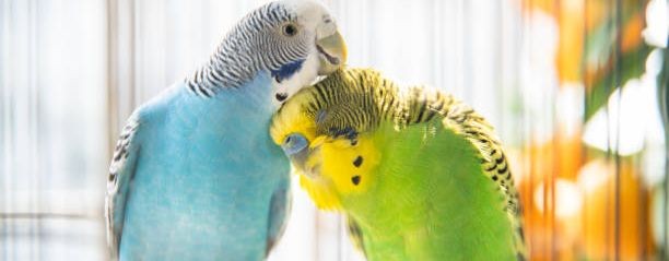 Лапки в деле