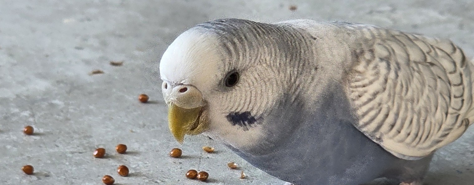 Синий попугай