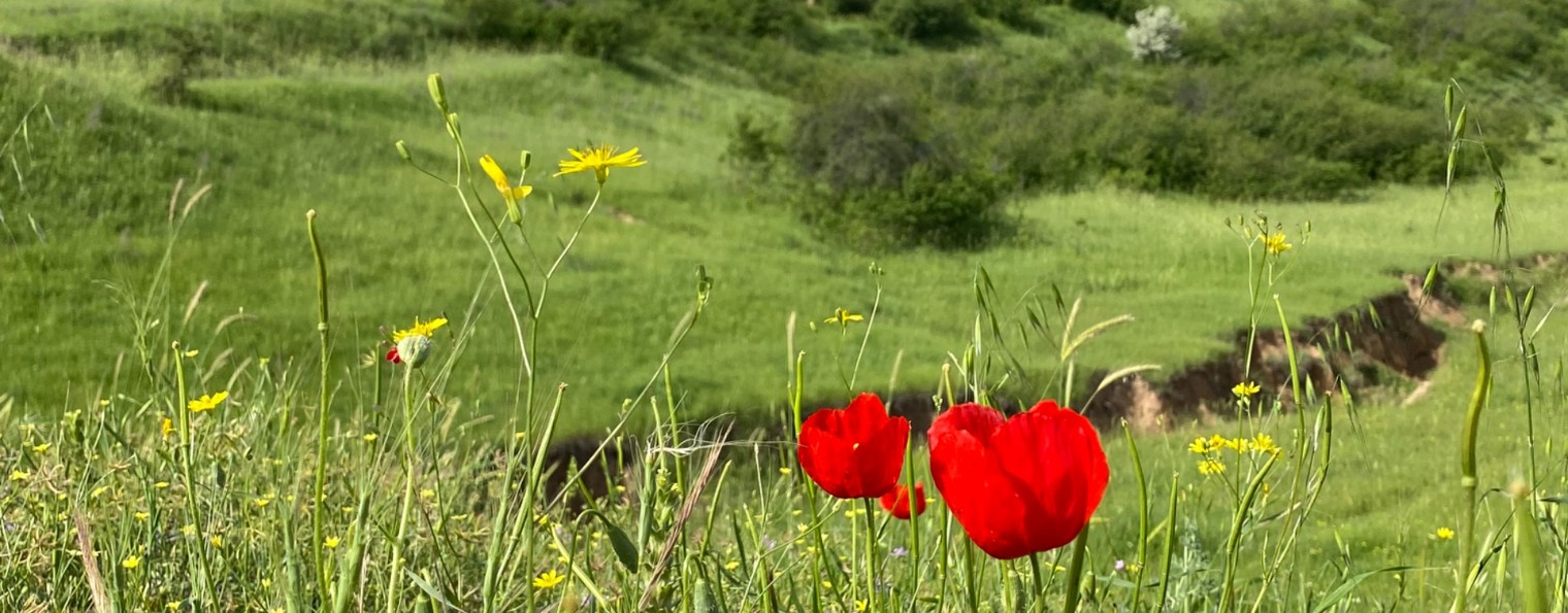 Светлана КУК
