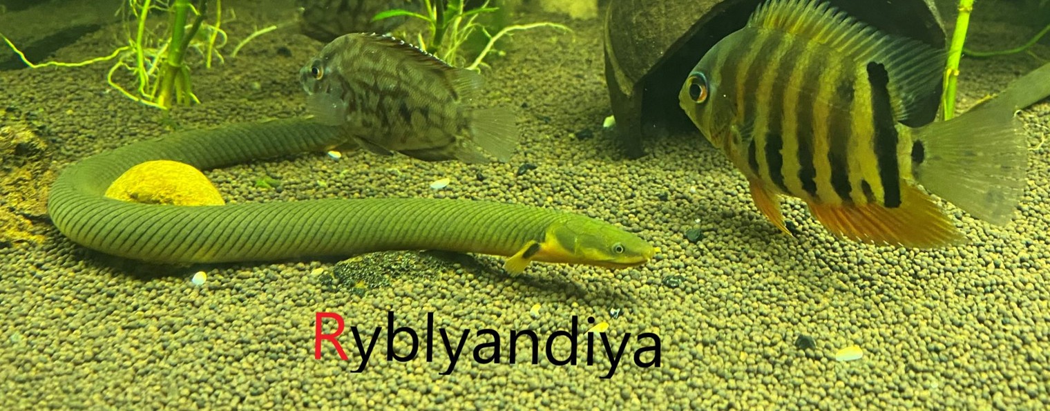 Ryblyandiya