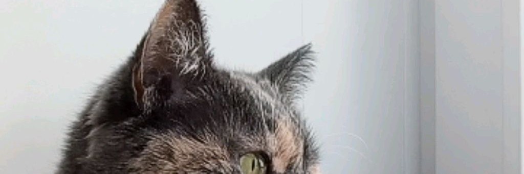 𝘾𝘼𝙏. MaSuMiK💗