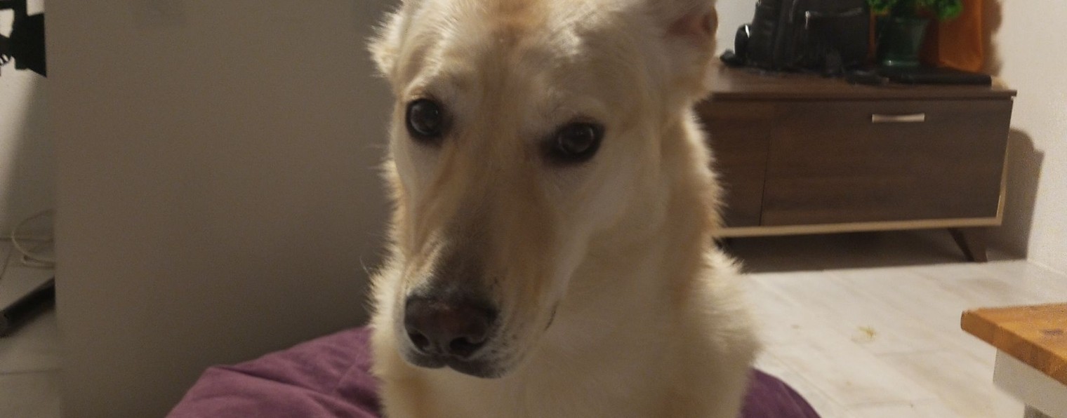 🚍🚎🚋ТРАНСПОРТ СПБ🚋🚎🚍