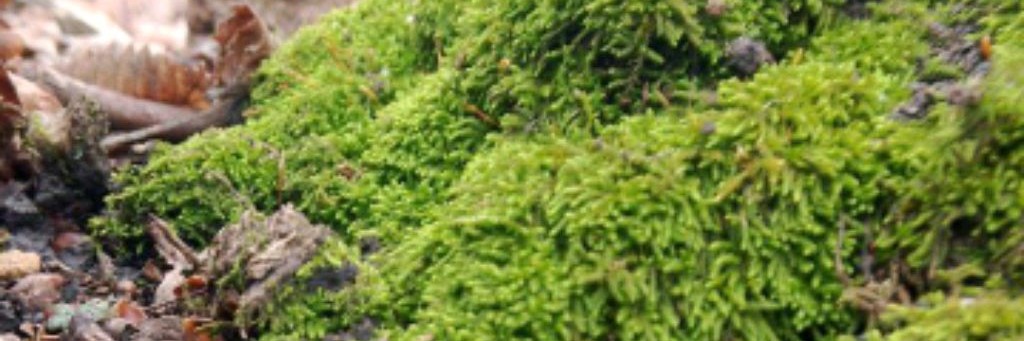 Наблюдение Сани 🌿