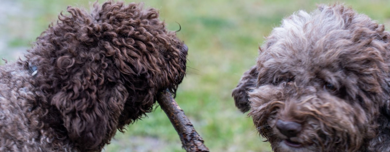 Дрессировочный университет|Артем Огородник