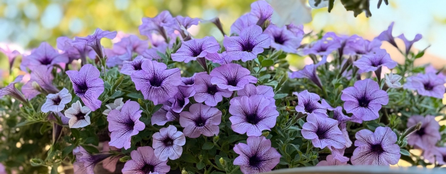 Зеленые истории юга