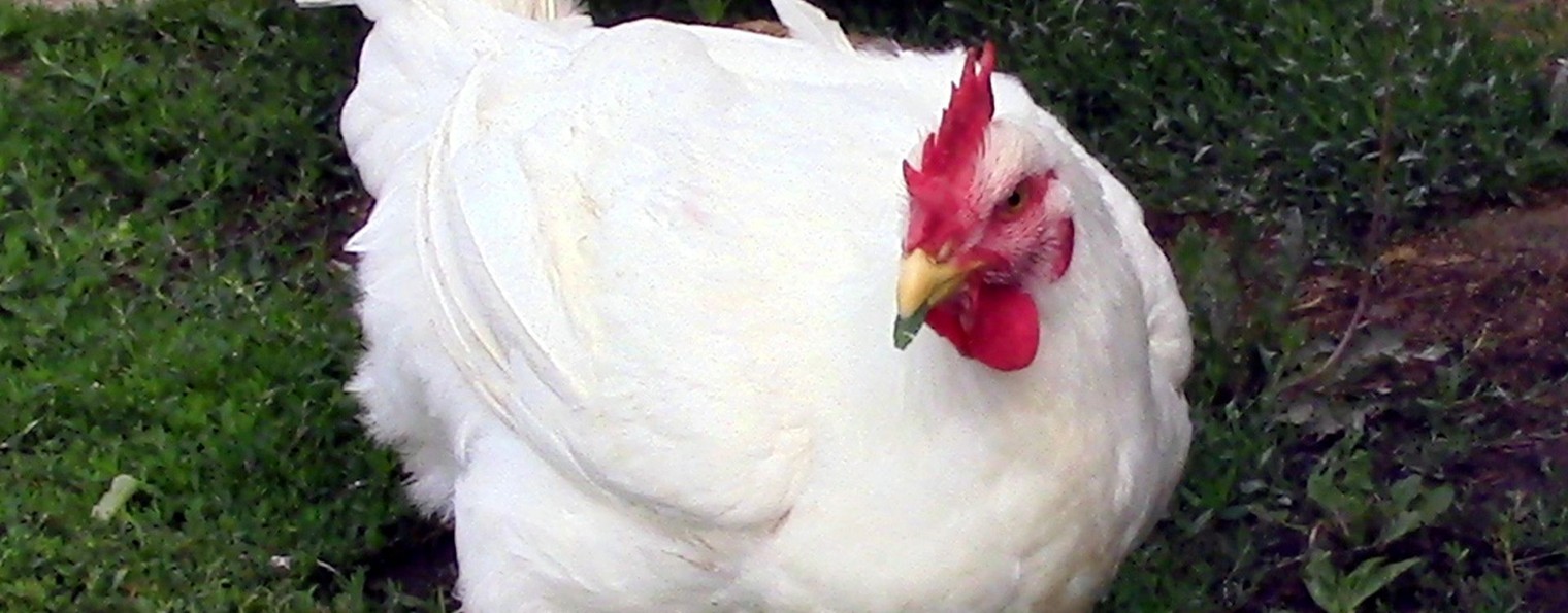 Бройлерная кухня - выращиваем дома