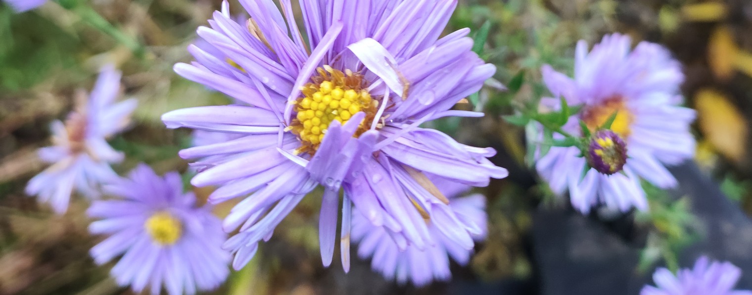 Мой пестрый мир