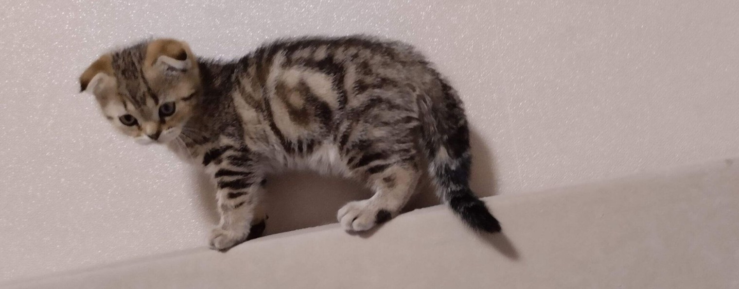 Киска Ириска