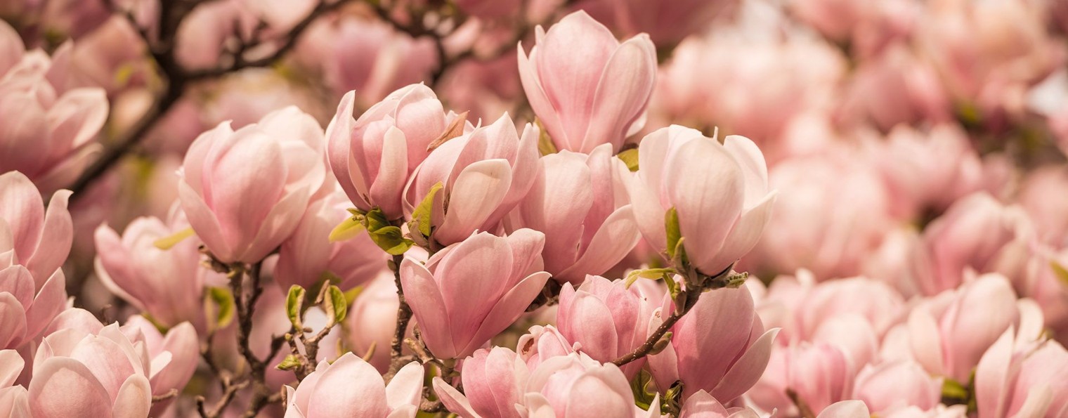 ГАЙКА КРАСИТ HACHETTE