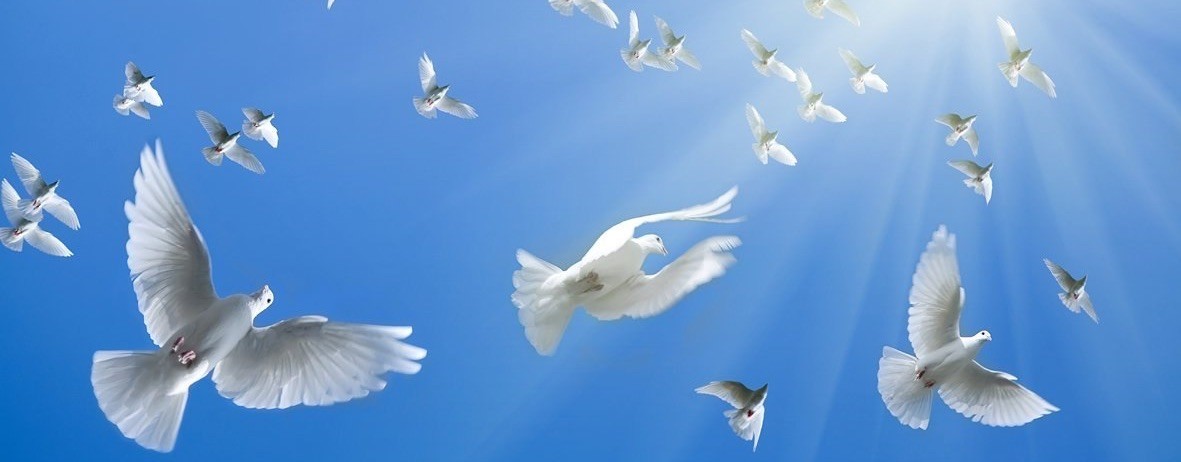 Бакинские бойные голуби