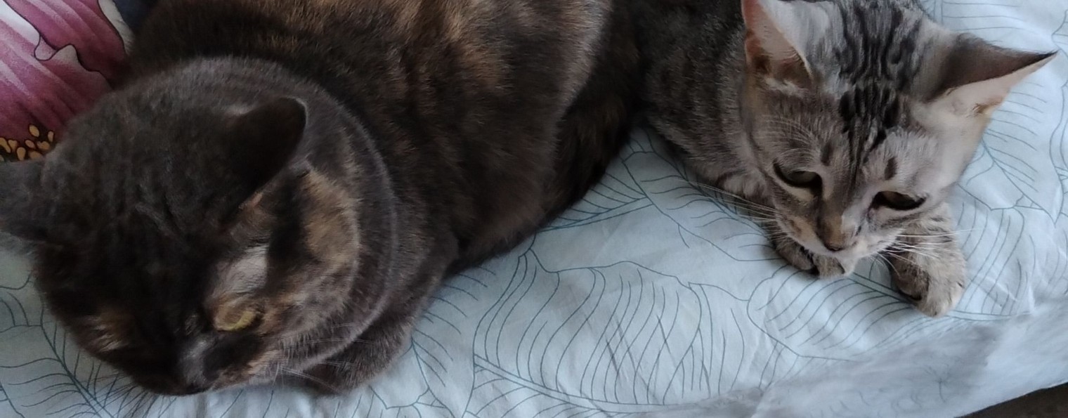 Нюточкины каблучки👠 и ее котики 🐈