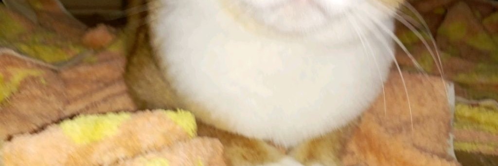 Доби