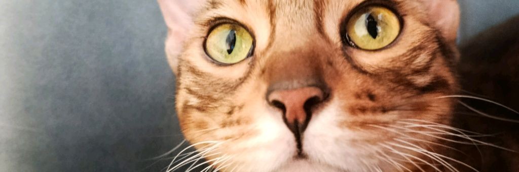 Василина_fox