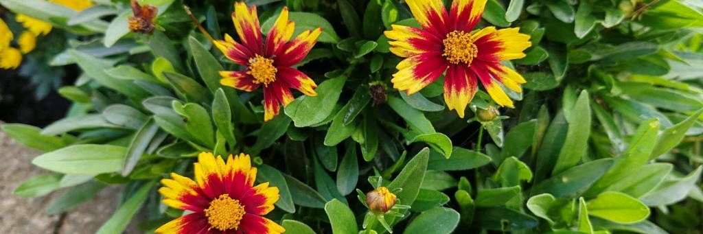 Семечки на Кубани