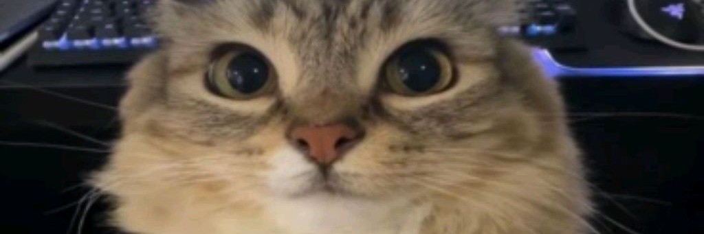 ☭︎✟︎ᓚ₍⑅^..^₎♡▒︎ ☃︎𝓒𝓐𝓝𝓓𝓨 𝓒𝓐𝓣☃︎ᓚ₍⑅^..^