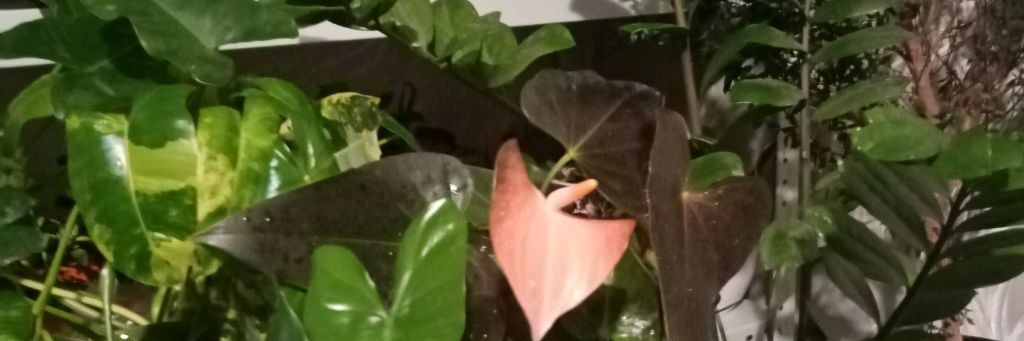 Душевная FLORA. Ольга Никитина