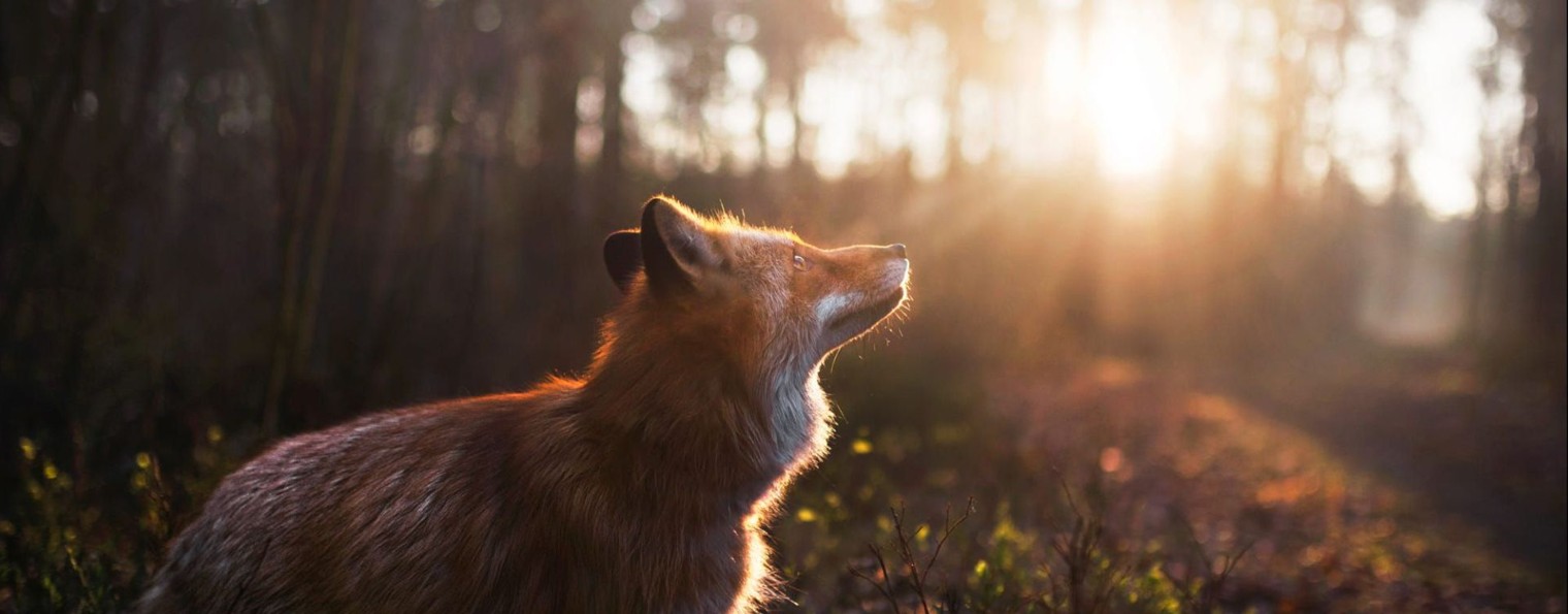 ℕ𝕖𝕟𝕖𝕤𝕙𝕜𝕒✨