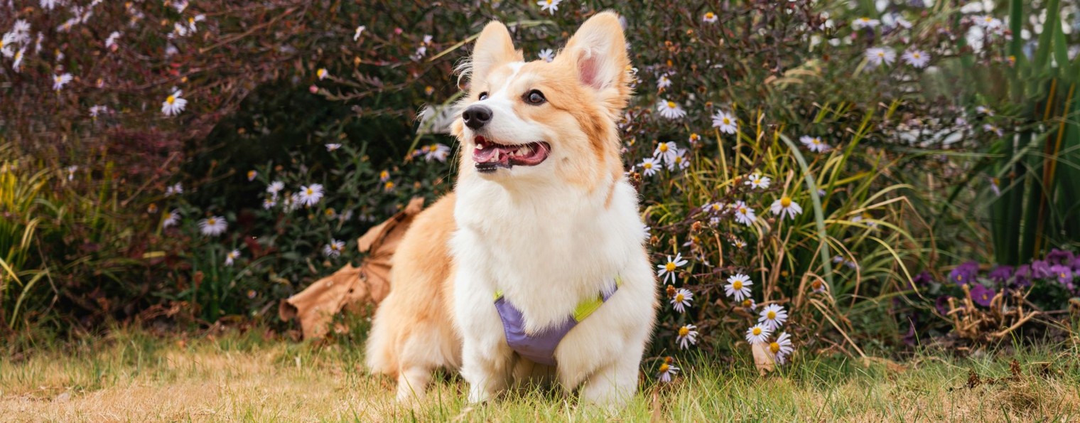 Пэтабайтсы