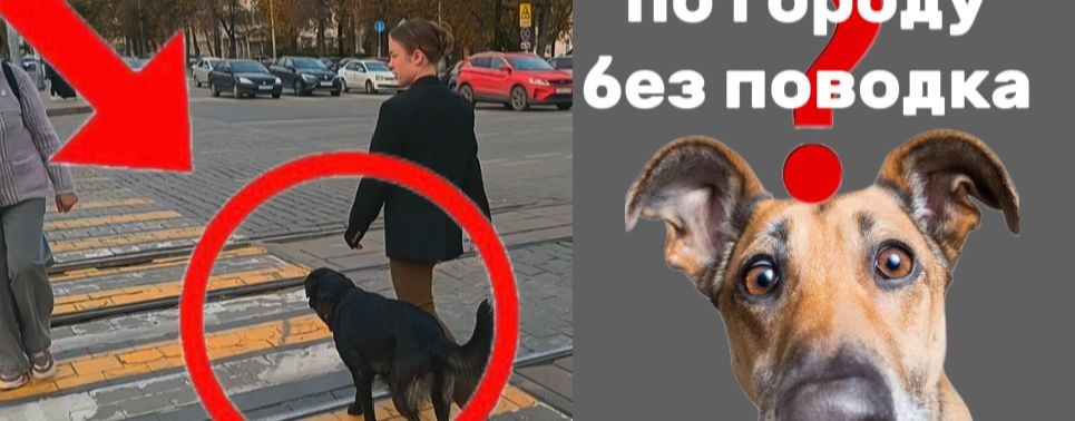 Стая дрессировка и воспитание собак