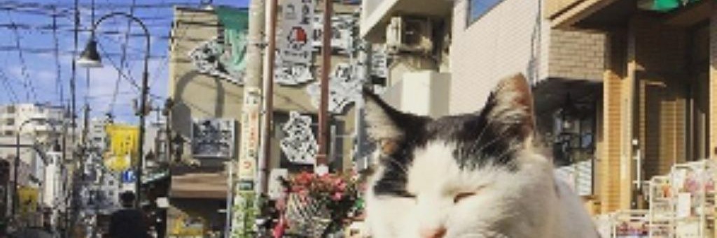 Nyan_cat